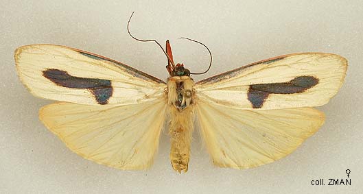 Papua Insects Foundation (Lepidoptera/Erebidae(Arctiinae)/Oeonistis ...